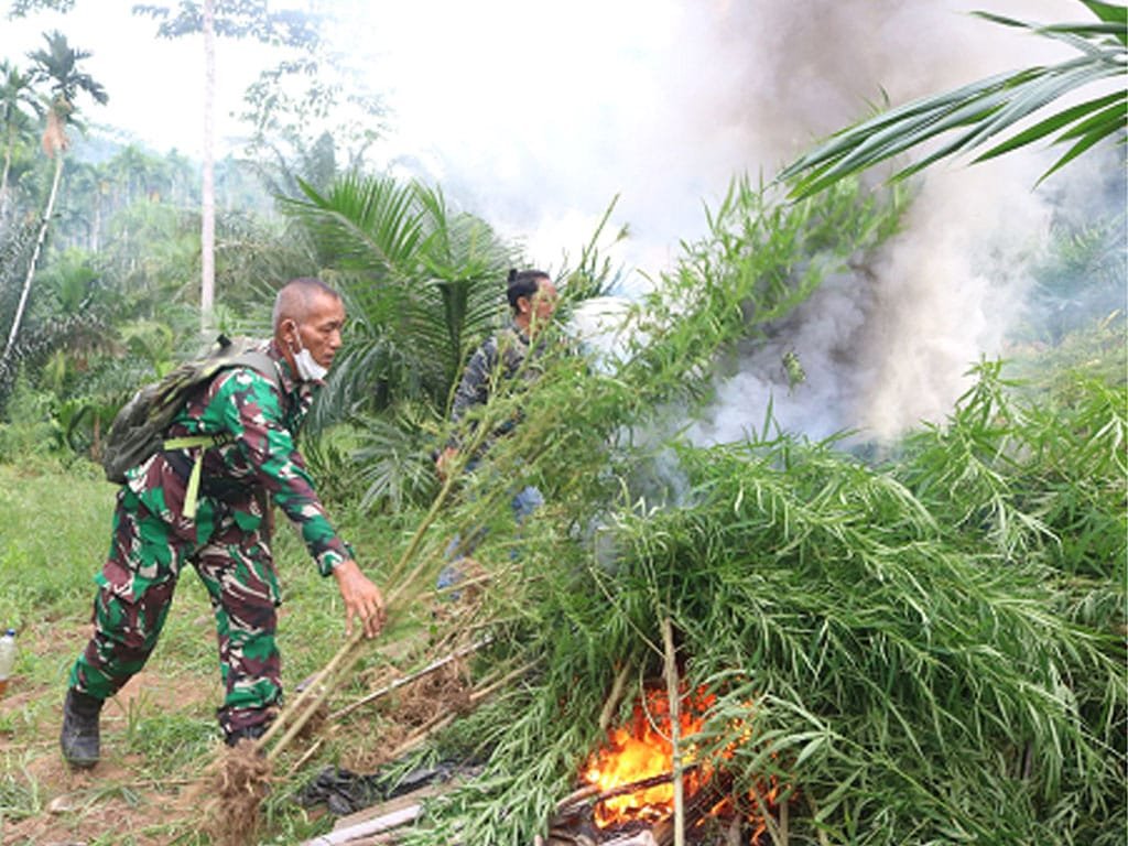 Penemuan Ladang Ganja di Aceh Meningkat, TNI AD Siapkan Batalyon ...